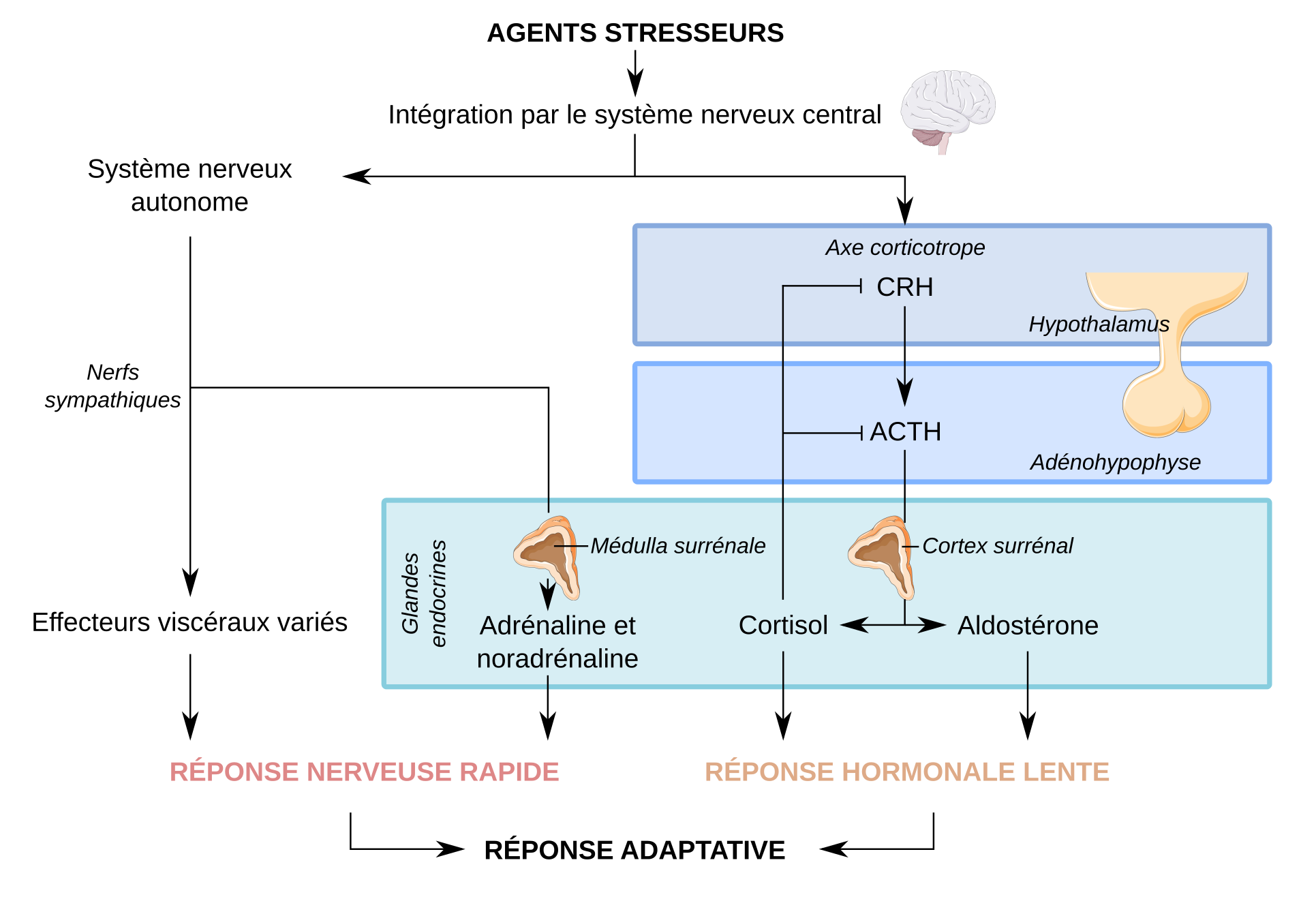 Les thérapies non médicamenteuses du stress chronique | Planet-Vie